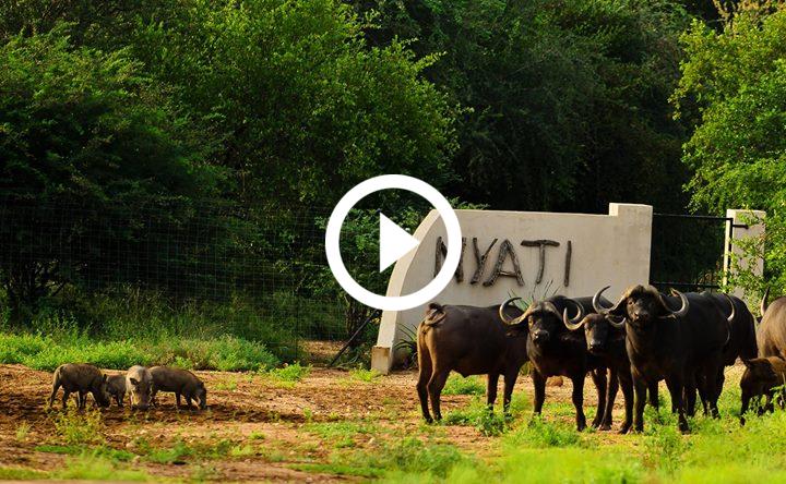 Rejser & Safari | Zimbabwe & Botswana | Safarirejser i luksus