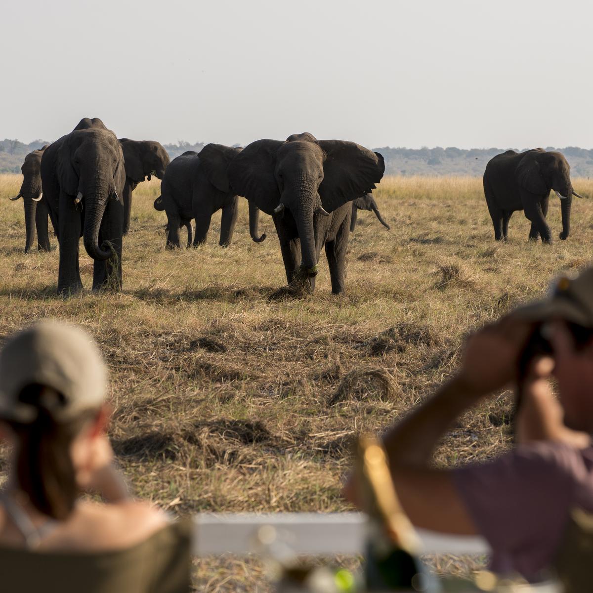 NYATI Safari, Victoria Falls & Chobe National Park - Nyati Safari