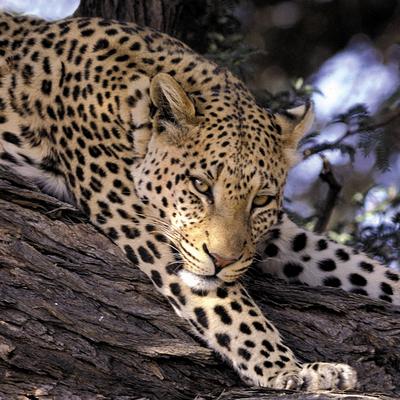 Rejse til Mauritius | Rejse med safari & strandparadis - Nyati Safari